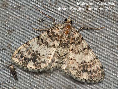 Papua Insects Foundation (Lepidoptera/Geometridae(Ennominae ...